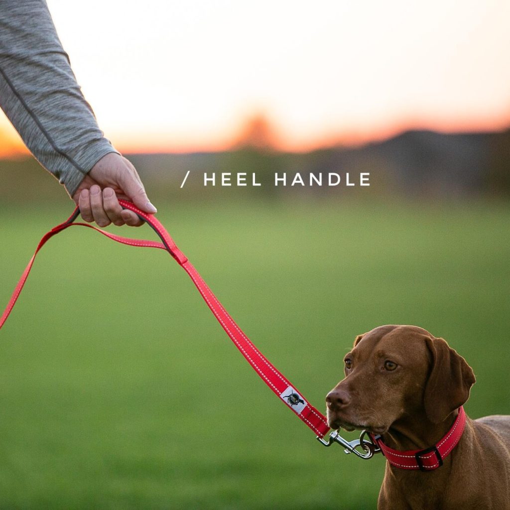 Trailhead Padded Dog Leash w/ Heel Handle – Black - ROCT Outdoor