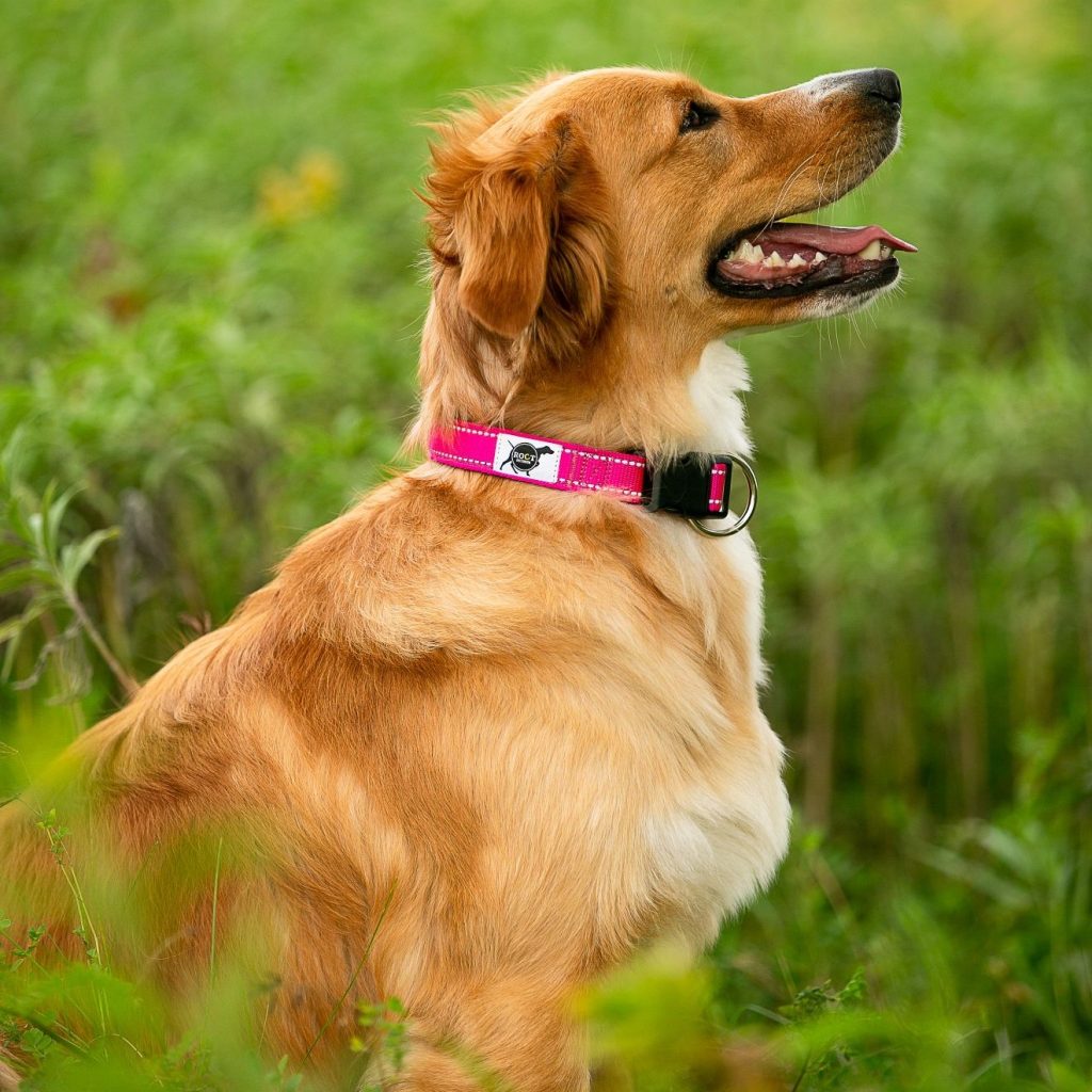 Trailhead Padded Dog Collar - Pink - ROCT Outdoor