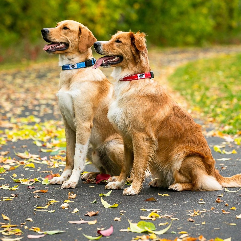 Trailhead Padded Dog Collar - Blue - ROCT Outdoor