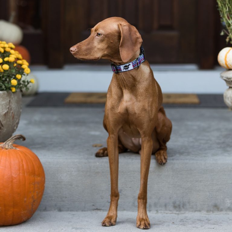 Cascade Dog Collar - Summer Plaid - Dog Collars - ROCT Outdoor