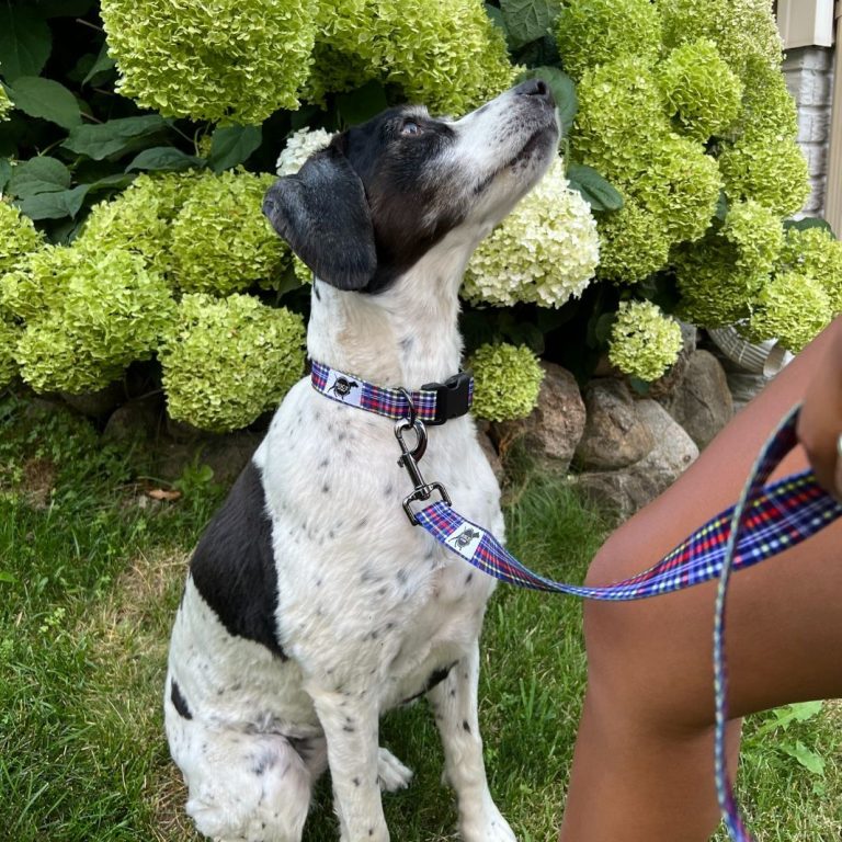 Cascade Dog Collar - Summer Plaid - Dog Collars - ROCT Outdoor