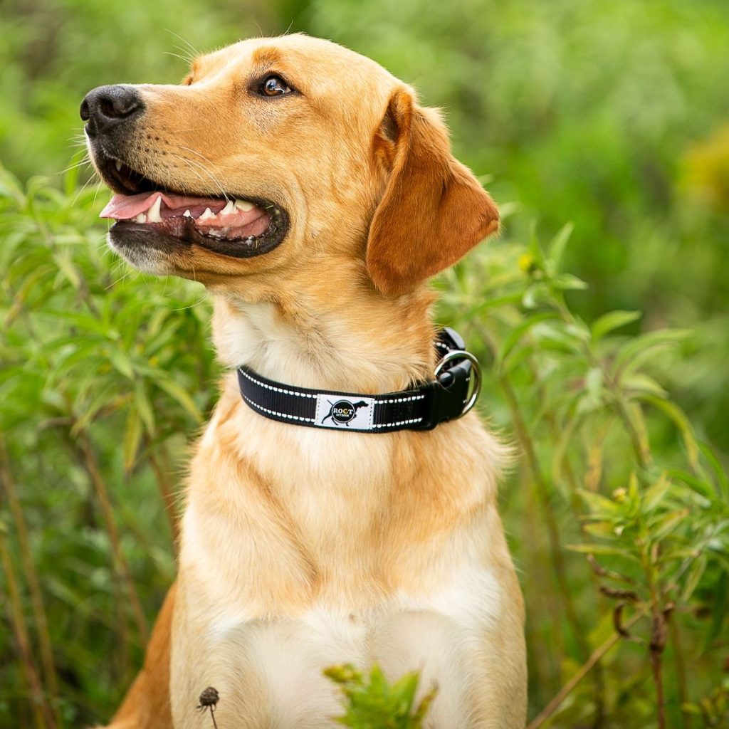 Trailhead Padded Dog Collar - Black - Pet Products - ROCT Outdoor
