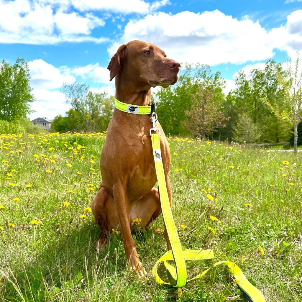 Trailhead Padded Dog Leash w/ Heel Handle – Neon - ROCT Outdoor